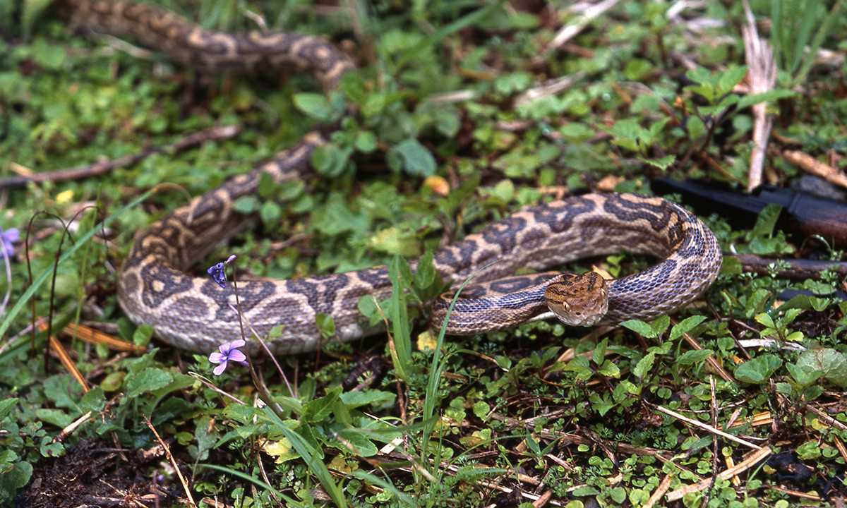 Dynamic Nature - explore.amami